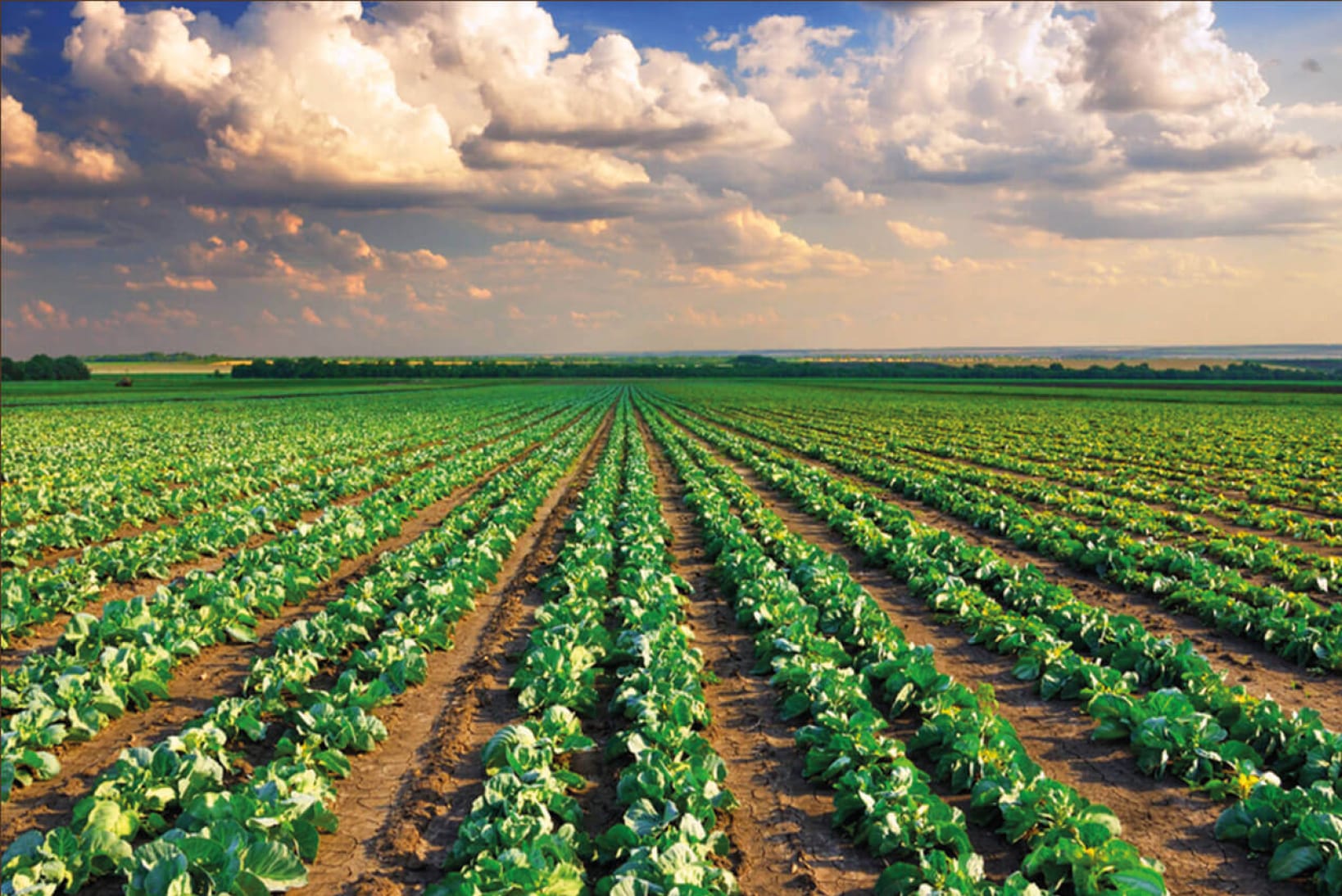 Crops - Les Meuneries Mondou